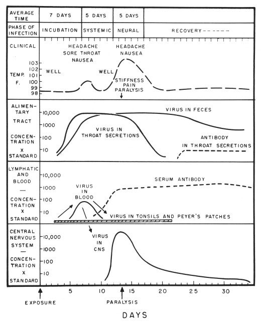 Chronology of an acute infection | Virology Blog