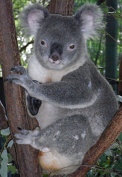 A retrovirus is invading the Koala genome | Virology Blog
