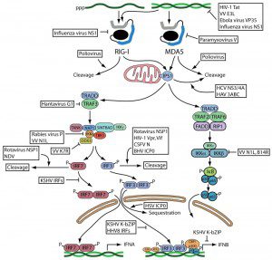 Viral evasion of innate host defenses | Virology Blog