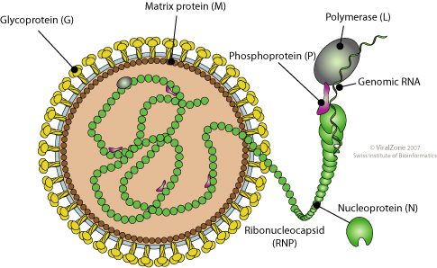 Bornavirus DNA in the mammalian genome | Virology Blog