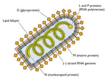 Architecture of a bullet-shaped virus | Virology Blog