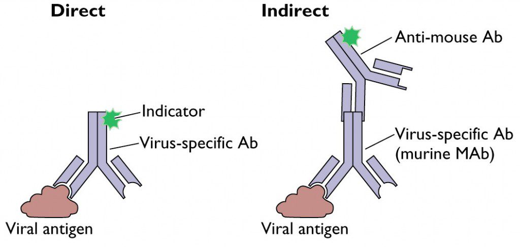 Detecting viral proteins in infected cells or tissues by immunostaining ...