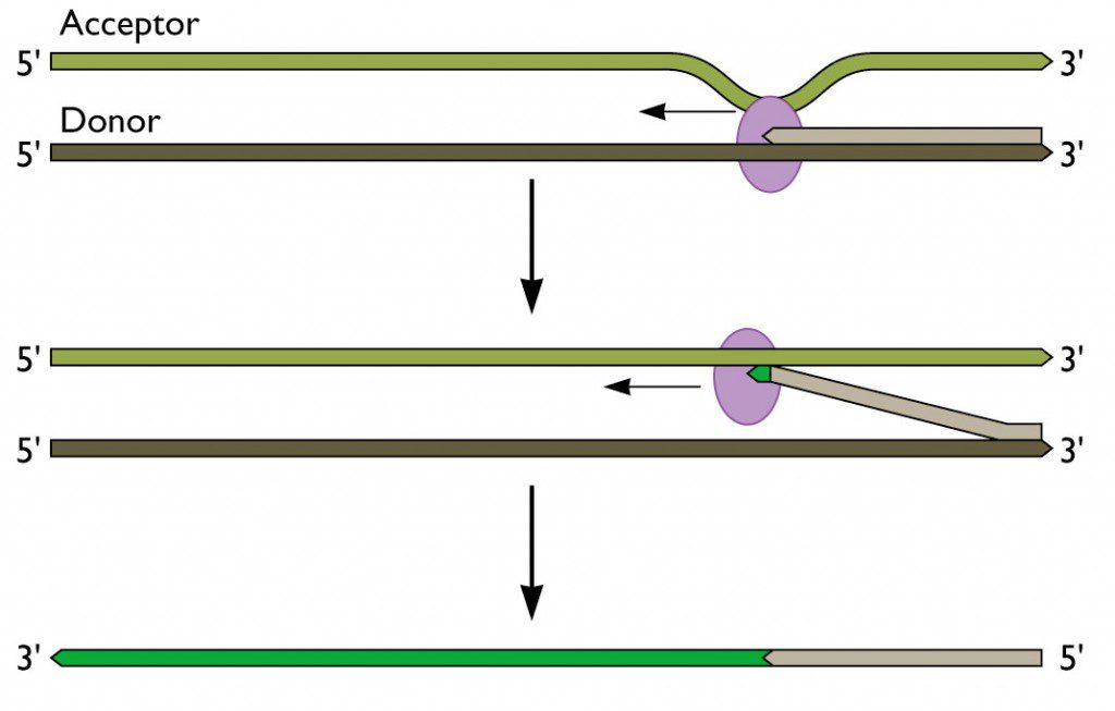 Viral bioinformatics: Recombination | Virology Blog