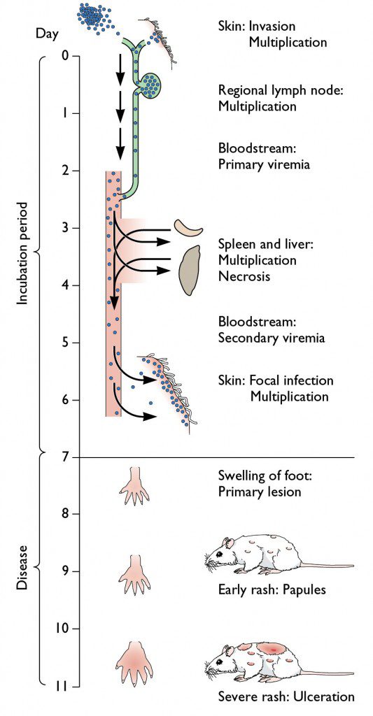 Frank Fenner, MD, 1914-2010 | Virology Blog