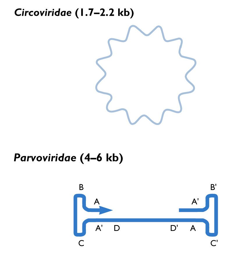 Unexpected endogenous viruses | Virology Blog