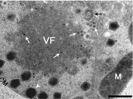 Virophage, the virus eater | Virology Blog