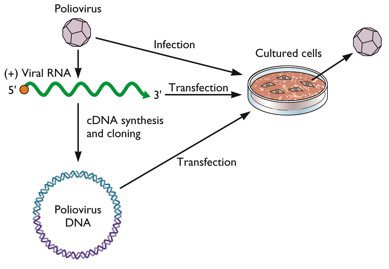 Thirty years of infectious enthusiasm | Virology Blog