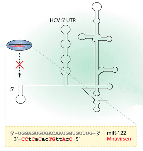Treating hepatitis C by blocking a cellular microRNA | Virology Blog