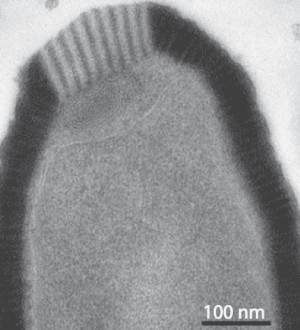 Pithovirus: Bigger than Pandoravirus with a smaller genome | Virology Blog