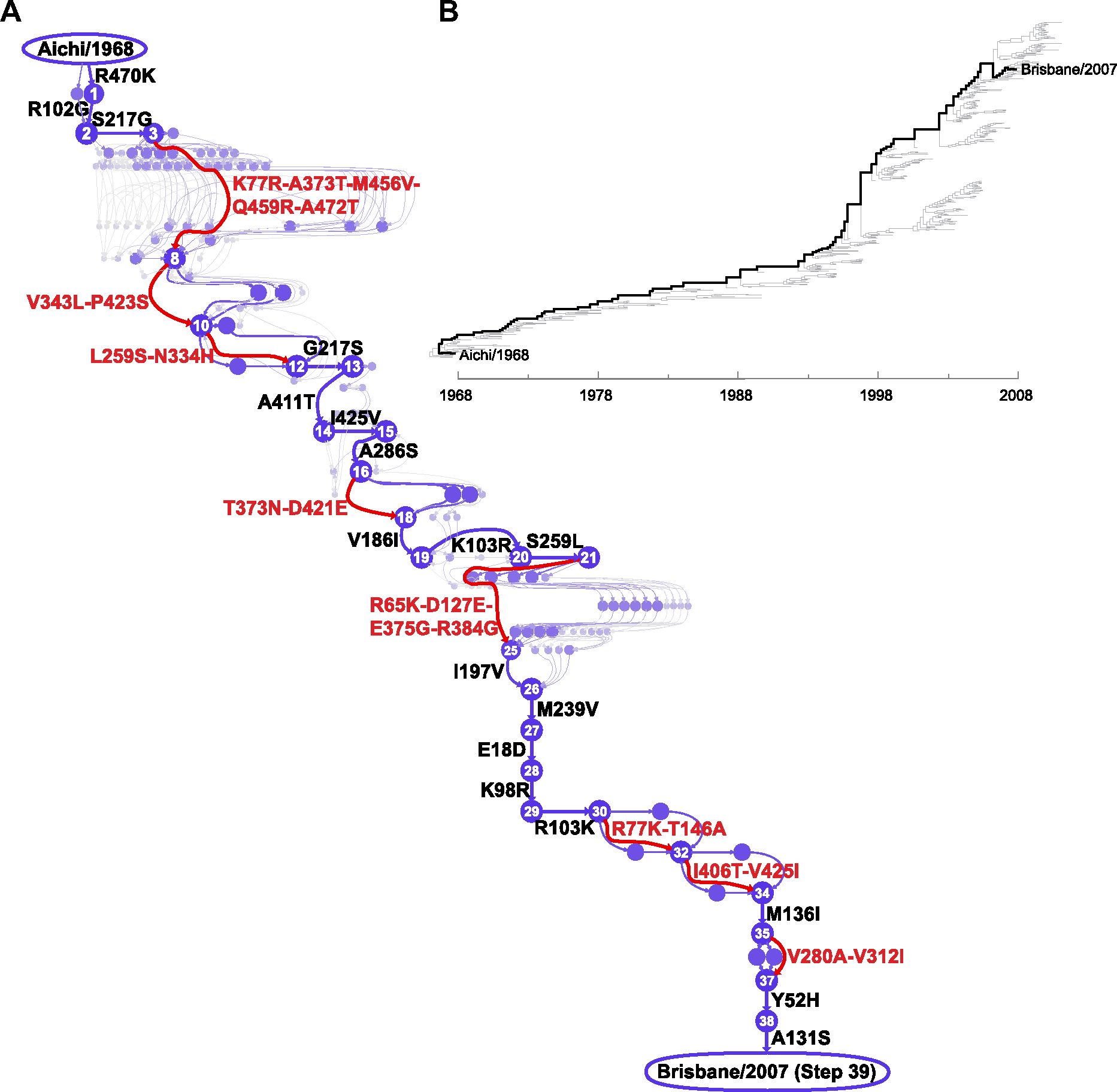 A WORD on the constraints of influenza virus evolution
