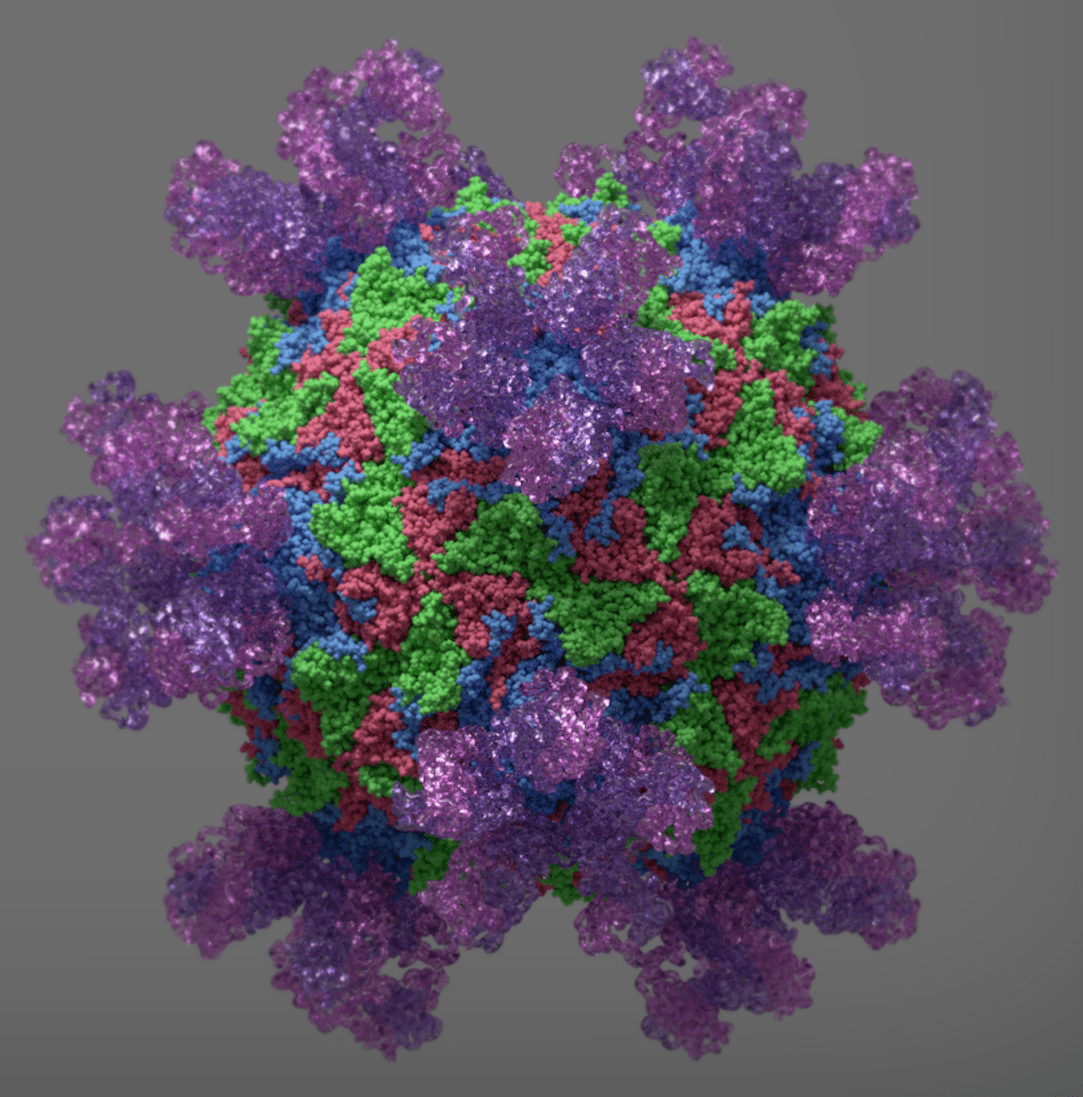 Poliovirus escapes antibodies | Virology Blog