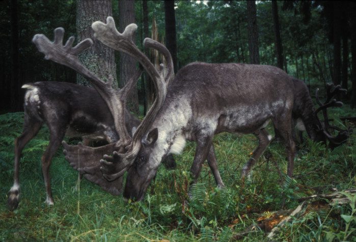 Viral genomes in 700 year old caribou scat | Virology Blog