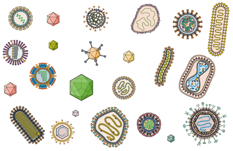 Your viral past | Virology Blog