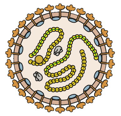 Lassa virus origin and evolution | Virology Blog