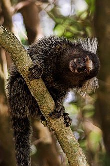 Zika virus in Brazilian non-human primates | Virology Blog