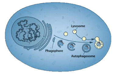 A Nobel for autophagy, and the importance of fundamental research ...