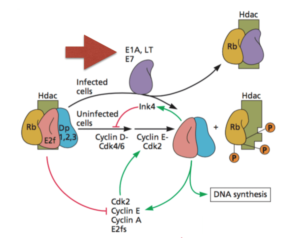 A new function for oncoproteins of DNA tumor viruses | Virology Blog