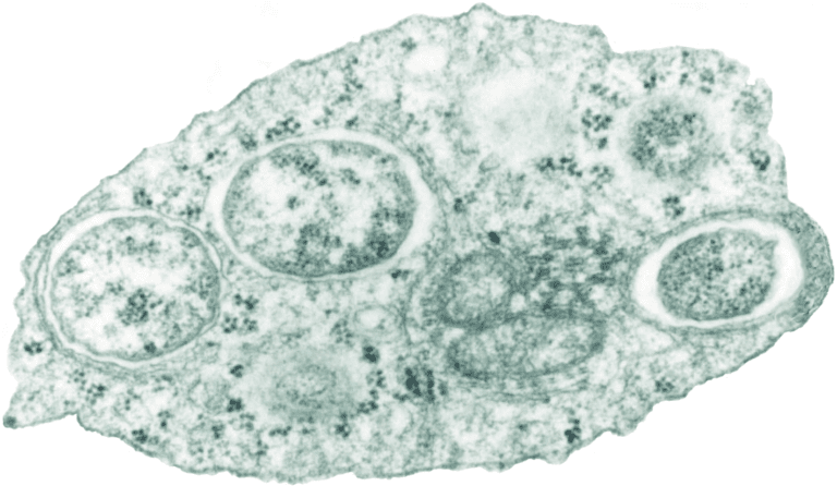 A virus that controls reproduction | Virology Blog