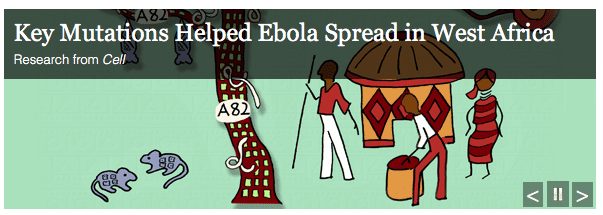 Increased infectivity of Ebola virus glycoprotein from West Africa ...