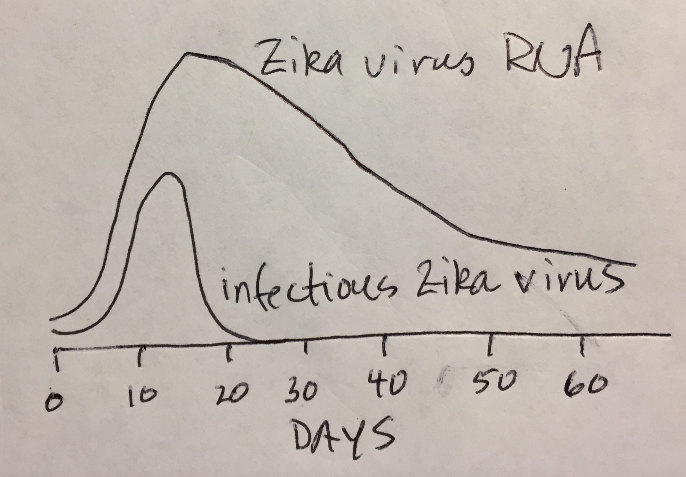 Zika RNA and virus | Virology Blog