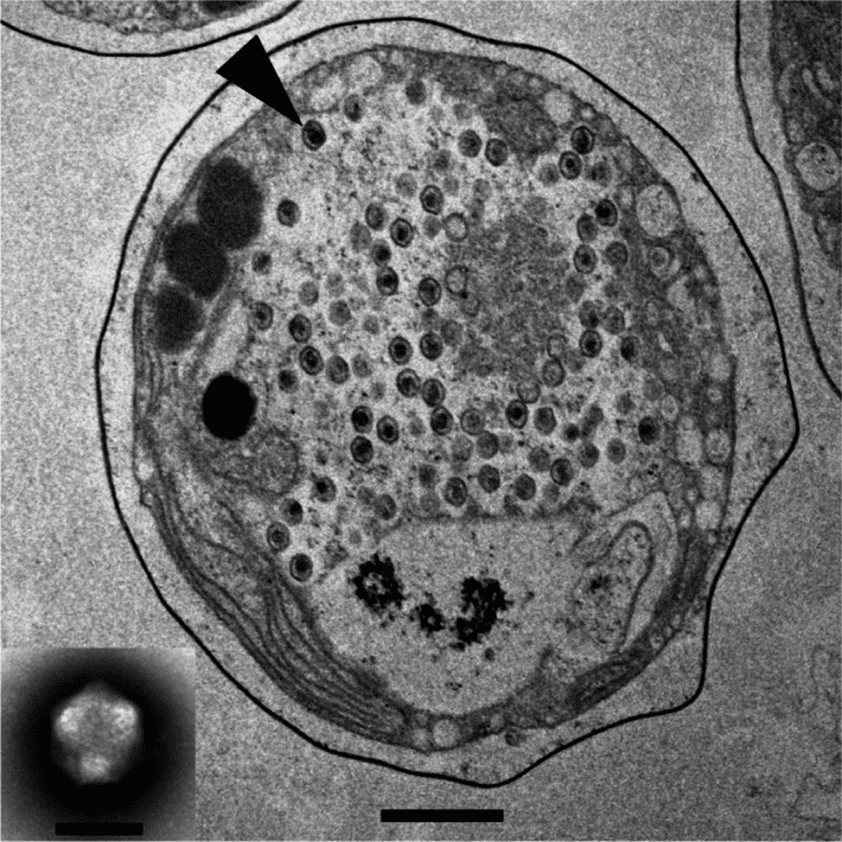 Fermentation genes in a giant algal virus | Virology Blog