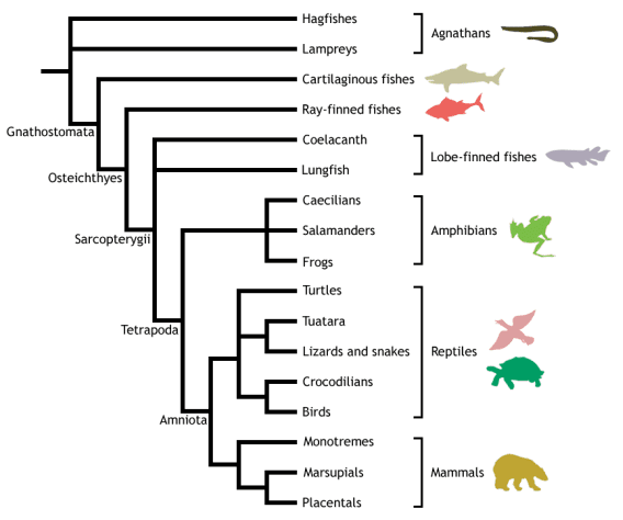 A history of vertebrate RNA viruses | Virology Blog