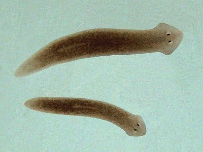 Planaria and mollusks yield the biggest RNA virus genomes | Virology Blog