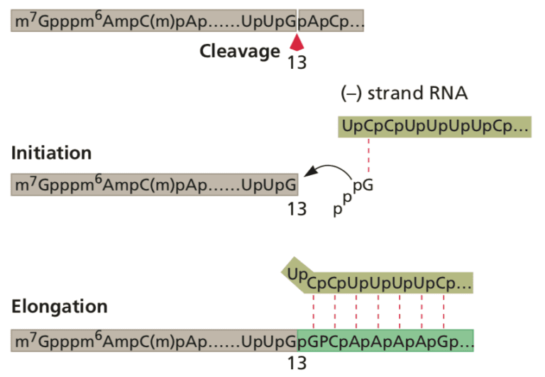 A new drug for influenza | Virology Blog