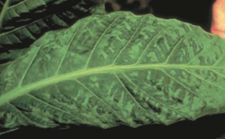 Viral Defenses In Plantae | Virology Blog