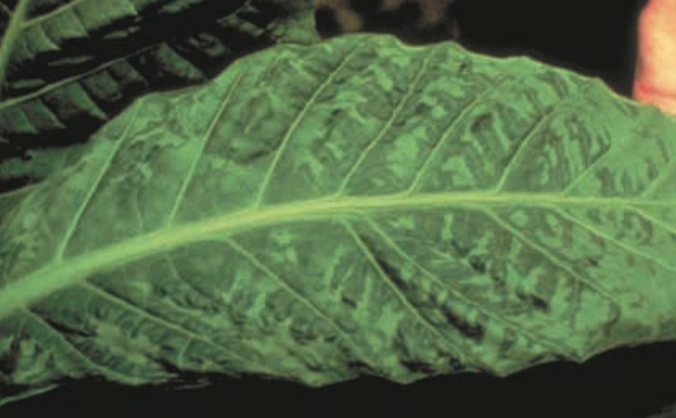 Viral Defenses In Plantae | Virology Blog