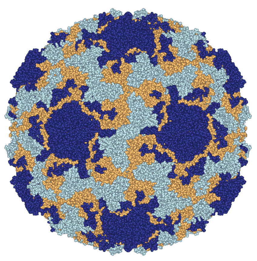 An inborn error of innate immunity leading to severe rhinovirus ...