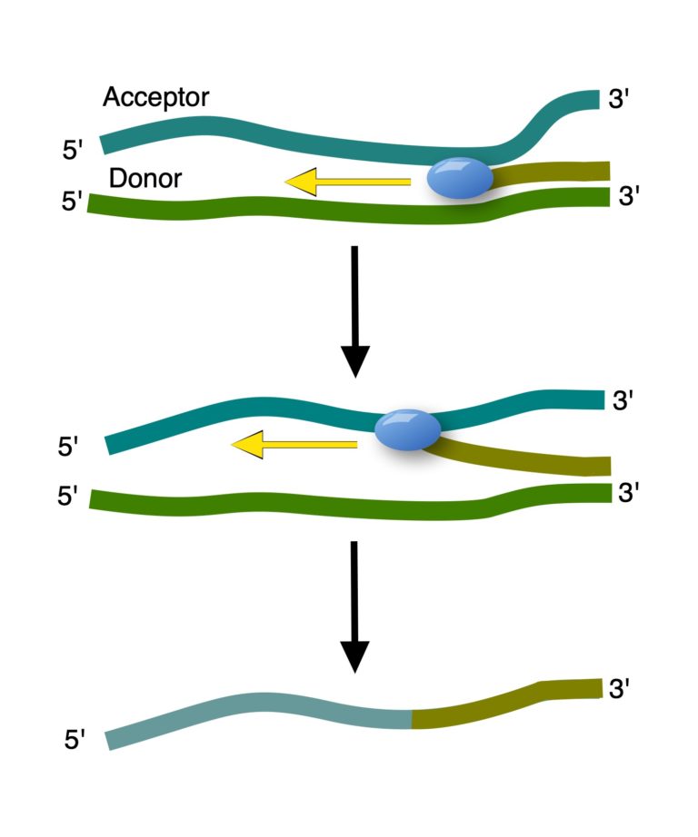 RNA recombination | Virology Blog