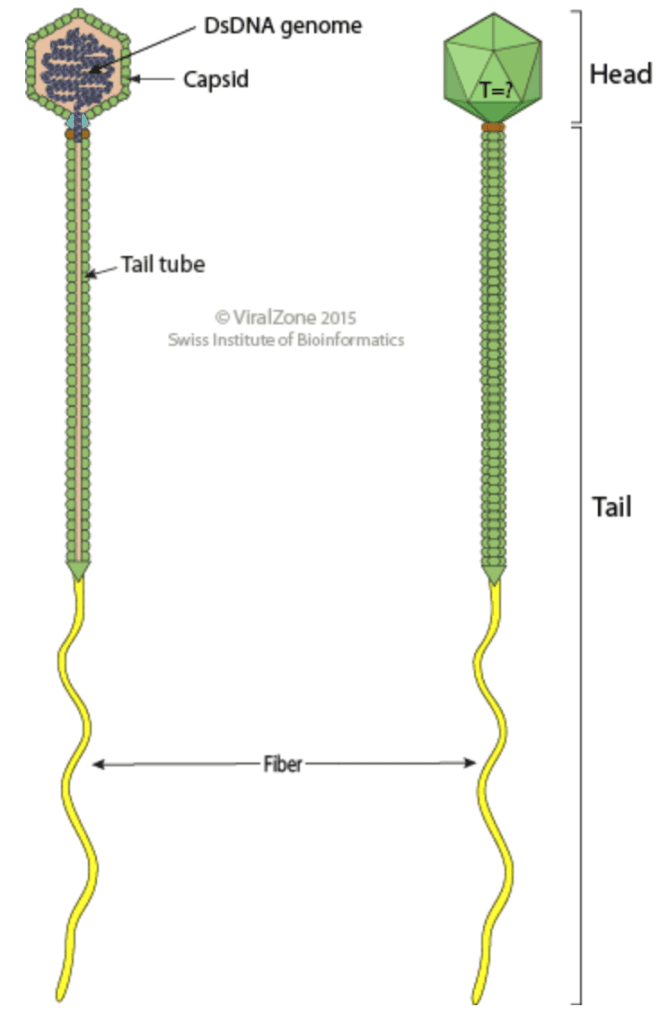 Phages corkscrew along bacterial flagella | Virology Blog
