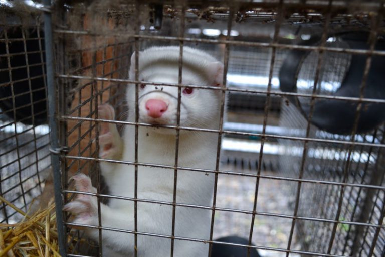 SARS-CoV-2 infection of farmed mink | Virology Blog