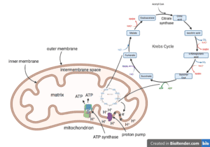 Pandoraviruses Are Not Alive | Virology Blog