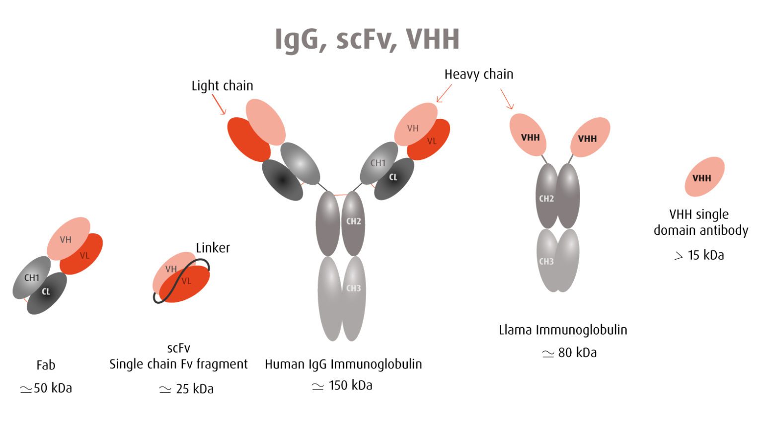 Camelids for COVID | Virology Blog
