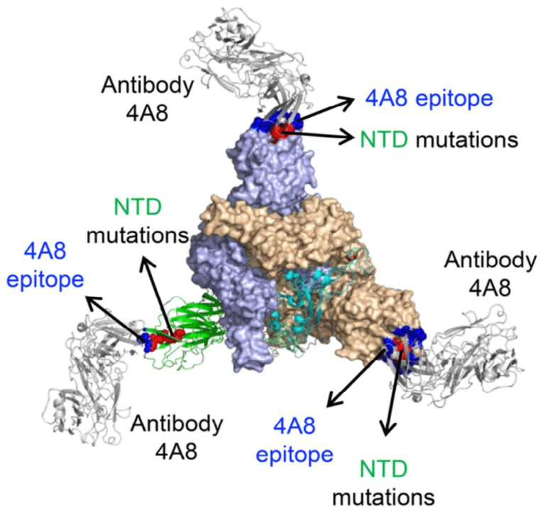 SARS-CoV-2 variants arise during individual infections | Virology Blog