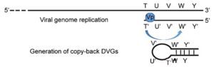 Defective genomes modulate respiratory syncytial virus pathogenesis ...