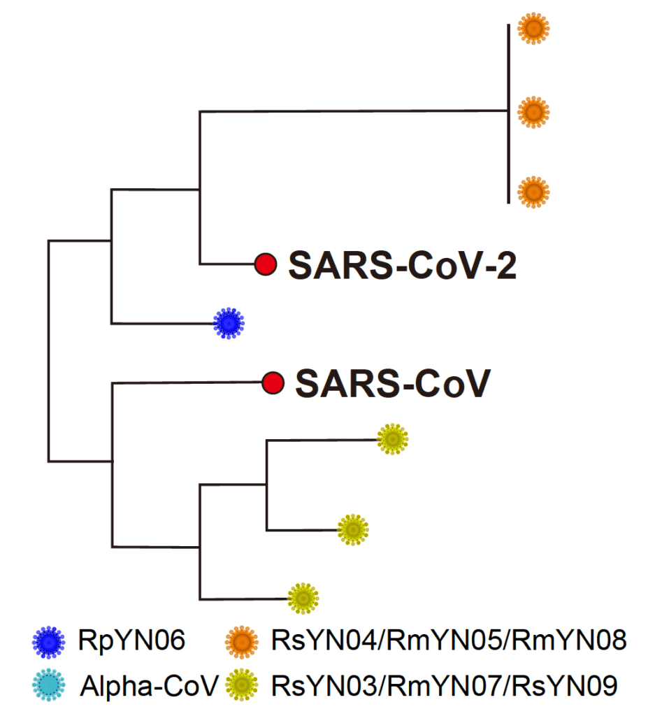 The remarkable diversity of bat coronaviruses | Virology Blog