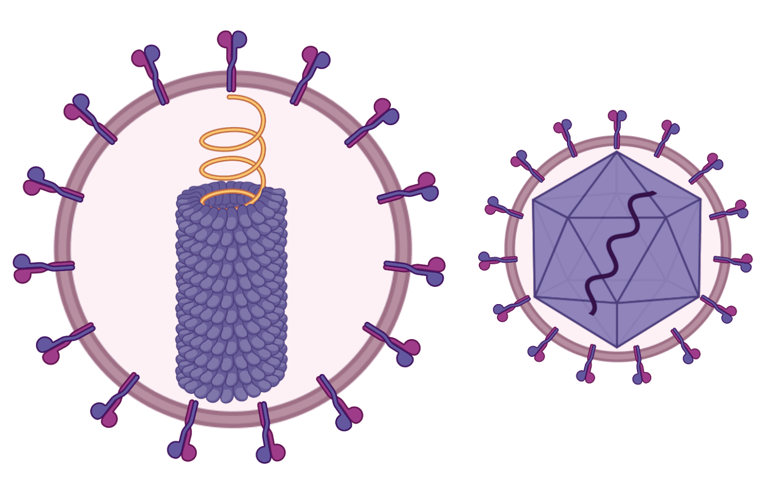 Capsids and nucleocapsids | Virology Blog