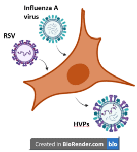When Two Different Viruses Have Offspring | Virology Blog