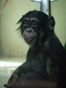 Where Did HIV Come From? | Virology Blog